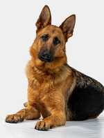 German Shepherd Dog Breeders - Champdogs ® : Page 5