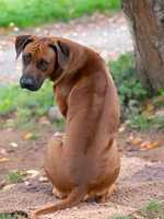 Rhodesian Ridgeback Stud Dogs - Champdogs