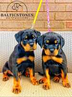 Pedigree Rottweiler Puppies for Sale - Champdogs