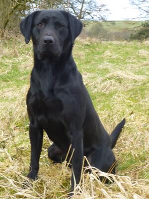 Pedigree KC Registered Black Working Labrador Retriever Puppies born 11 ...