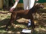Pedigree German Shorthaired Pointer Puppies for Sale - Champdogs