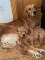 Pedigree Golden Retriever Puppies for Sale - Champdogs