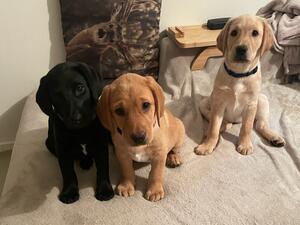 Pedigree KC Registered Labrador Retriever Puppies in strontian ...