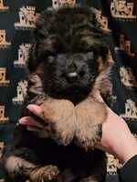 Pedigree German Shepherd Dog Puppies for Sale - Champdogs