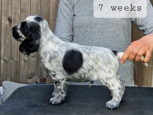 Pedigree KC Registered Blue Roan Show Cocker Spaniel Puppies in London ...