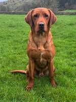 Labrador Retriever Stud Dogs on Champdogs ® : Page 6