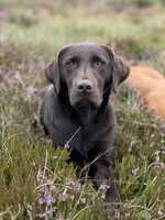 Labrador Retriever Stud Dogs on Champdogs