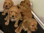 Pedigree Cocker Spaniel Puppies for Sale - Champdogs