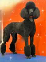 Breeders of Show Standard Poodles on Champdogs