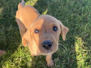 Pedigree KC Registered Yellow Working Labrador Retriever Puppies in ...
