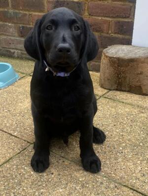 Pedigree KC Registered Black Dual Purpose Labrador Retriever Puppies in ...