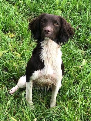Pedigree KC Registered Liver & White Working English Springer Spaniel ...
