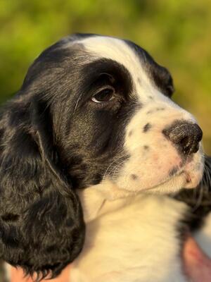 Pedigree KC Registered Black & White Ticked Working Cocker Spaniel ...