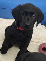 Pedigree Labrador Retriever Puppies for Sale - Champdogs ® : Page 2