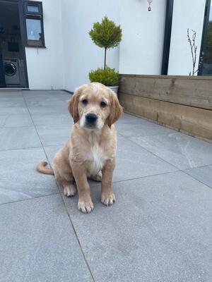 Pedigree KC Registered Golden Working Golden Retriever Puppies in Chard ...
