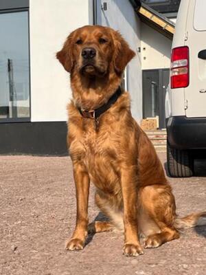 Pedigree KC Registered Golden Working Golden Retriever Puppies in Chard ...