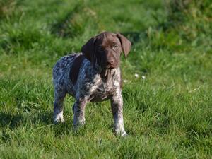 Pedigree KC Registered Liver & White Ticked German Shorthaired Pointer ...