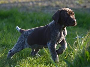 Pedigree KC Registered Liver & White Ticked German Shorthaired Pointer ...