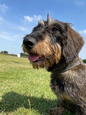 Pedigree KC Registered Wild Boar Wire Haired Dachshund Puppies in ...