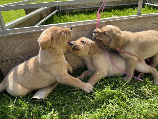 Pedigree KC Registered Working Labrador Retriever Puppies in Ilfracombe ...