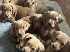 Pedigree KC Registered Yellow Working Labrador Retriever Puppies in ...