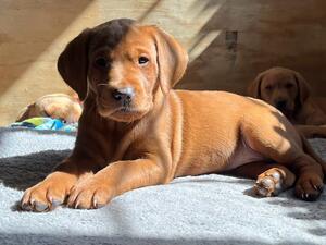 Pedigree KC Registered Yellow Working Labrador Retriever Puppies in ...