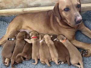 Pedigree KC Registered Yellow Working Labrador Retriever Puppies in ...