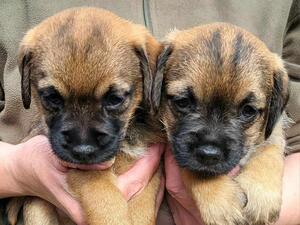 Pedigree KC Registered Grizzle & Tan Dual Purpose Border Terrier ...