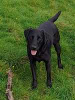 Pedigree Labrador Retriever Puppies for Sale - Champdogs