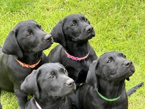 Pedigree KC Registered Black Working Labrador Retriever Puppies in ...