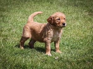 Pedigree KC Registered Golden Working Golden Retriever Puppies in ...