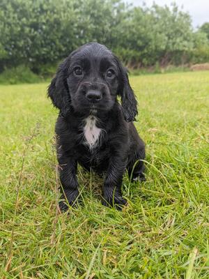 Pedigree KC Registered Working Cocker Spaniel Puppies in Ashwater ...