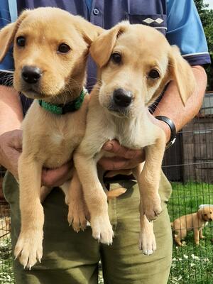 Pedigree KC Registered Working Labrador Retriever Puppies in Dereham ...
