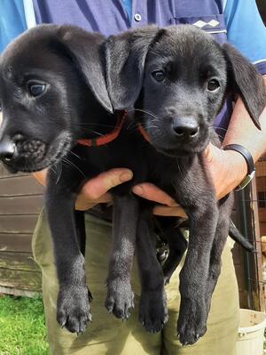 Pedigree KC Registered Working Labrador Retriever Puppies in Dereham ...