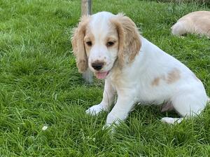 Pedigree KC Registered Working Cocker Spaniel Puppies in Gloucester ...
