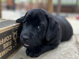 Pedigree KC Registered Black Show Labrador Retriever Puppies in Surrey ...