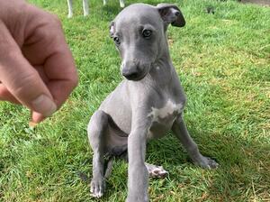 Pedigree KC Registered Blue Show Whippet Puppies in Elmsted, Kent born ...