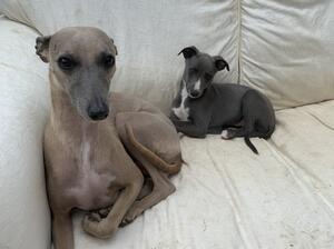 Pedigree KC Registered Blue Show Whippet Puppies in Elmsted, Kent born ...