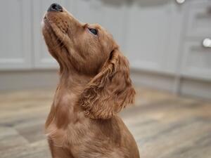 Pedigree KC Registered Golden Working Cocker Spaniel Puppies in Ayr ...