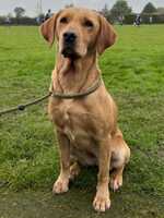 Labrador Retriever Puppies for Sale