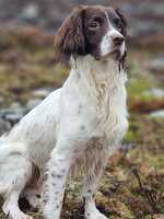 English Springer Spaniel Stud Dogs - Champdogs