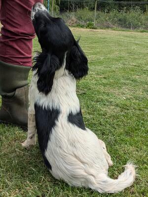 Pedigree KC Registered Liver & White Working English Springer Spaniel ...