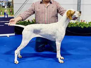 Pedigree KC Registered Pointer Puppies in MALTON, North Yorkshire born ...