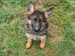 Pedigree German Shepherd Dog Puppies for Sale - Champdogs