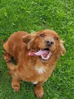 Cocker Spaniel Stud Dogs - Champdogs