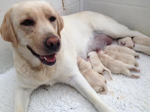 Pedigree KC Registered Labrador Retriever Puppies in HOLMFIRTH, WEST ...