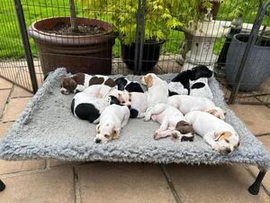 Pedigree KC Registered Pointer Puppies in Colchester, Essex born 26/03/24