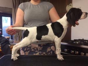 Pedigree KC Registered Pointer Puppies in Colchester, Essex born 19/12/16