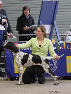 Pedigree KC Registered Pointer Puppies in Colchester, Essex born 08/03/13