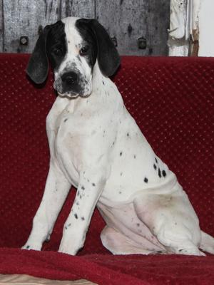 Pedigree KC Registered Pointer Puppies in Colchester, Essex born 05/07/18